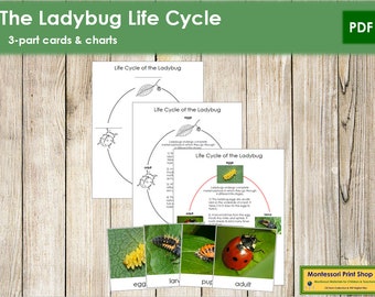 The Salmon Life Cycle 3-part Cards & Charts Montessori | Etsy