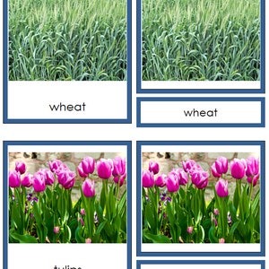 Plant Kingdom Cards, Charts & Information Bundle (color-coded ...