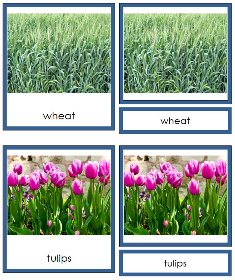 Plant Kingdom Charts & Cards Bundle - Montessori Botany Classification ...