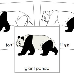 Parts of a Giant Panda Nomenclature 3-part Cards & Blackline Master ...