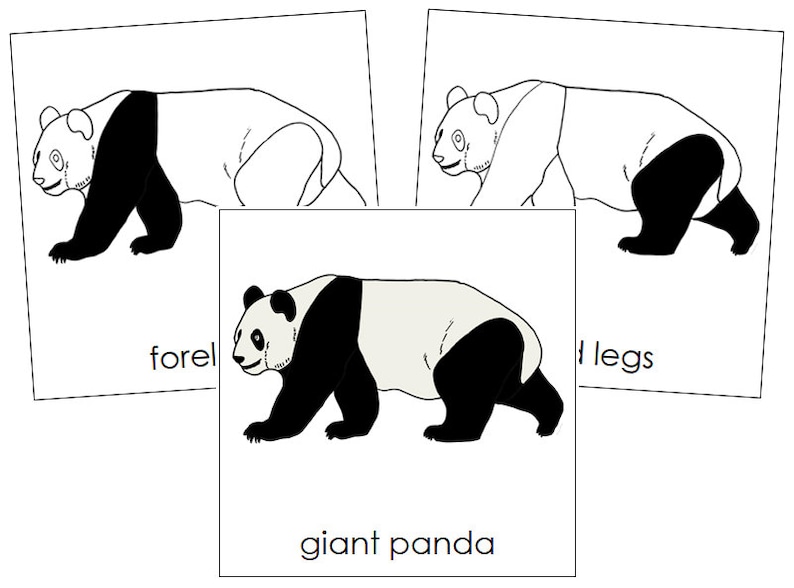 Parts of a Giant Panda Nomenclature 3-part Cards Montessori - Etsy