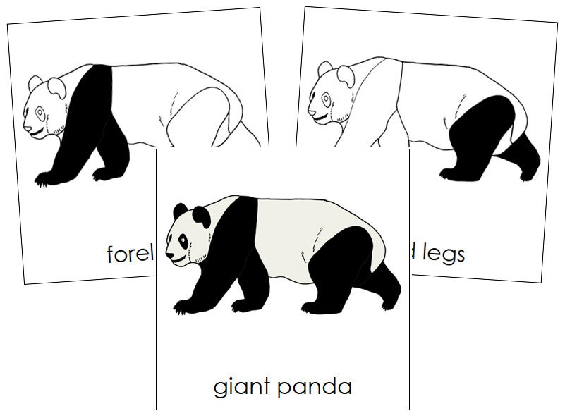 Parts of a Giant Panda Nomenclature 3-part Cards - Montessori Zoology ...
