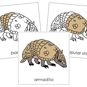 Parts of an Armadillo Nomenclature 3-part Cards - Montessori Zoology ...