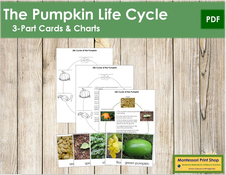 The Pumpkin Life Cycle 3-part Cards & Charts Montessori - Etsy