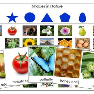 Shapes in Nature Sorting Cards & Chart - Montessori Geometry (digital ...