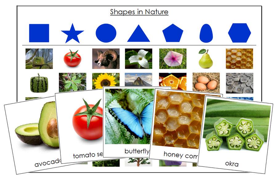 Shapes in Nature Sorting Cards & Chart - Montessori Geometry (digital ...