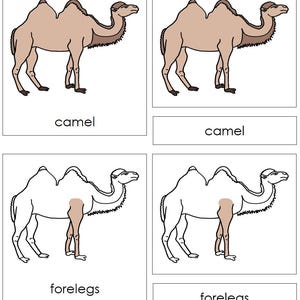 Parts of a Camel Nomenclature 3-part Cards & Blackline Master ...