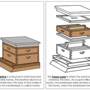 Parts of a Beehive Nomenclature Book - Printable Montessori Materials ...