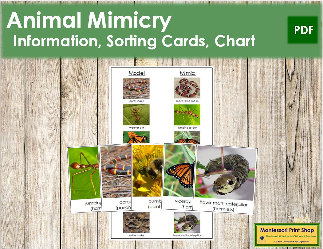 Animal Mimicry Science Printable Montessori Cards - Etsy