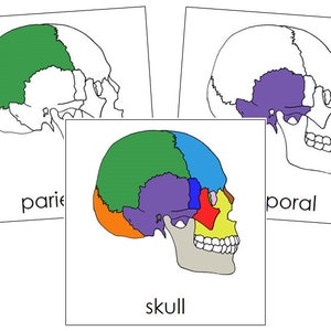 Parts of a Skull Nomenclature 3-part Cards & Blackline Master ...