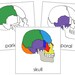 Parts of a Skull Nomenclature 3-part Cards & Blackline Master ...