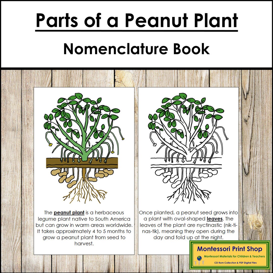 Parts of a Peanut Plant Nomenclature Book - Botany - Printable ...