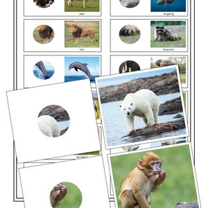 Mammals Part to Whole Matching Cards & Control Chart - Zoology ...