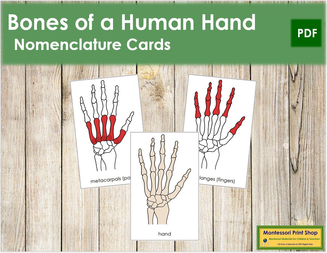 Bones of a Human Hand Nomenclature 3-part Cards red - Etsy Ireland