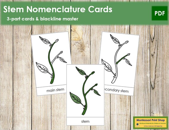 Parts of a Stem Nomenclature 3-part Cards Montessori Botany | Etsy
