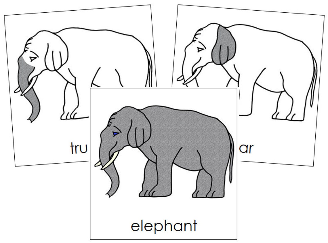Parts of an Elephant Nomenclature 3-part Cards Montessori - Etsy Norway