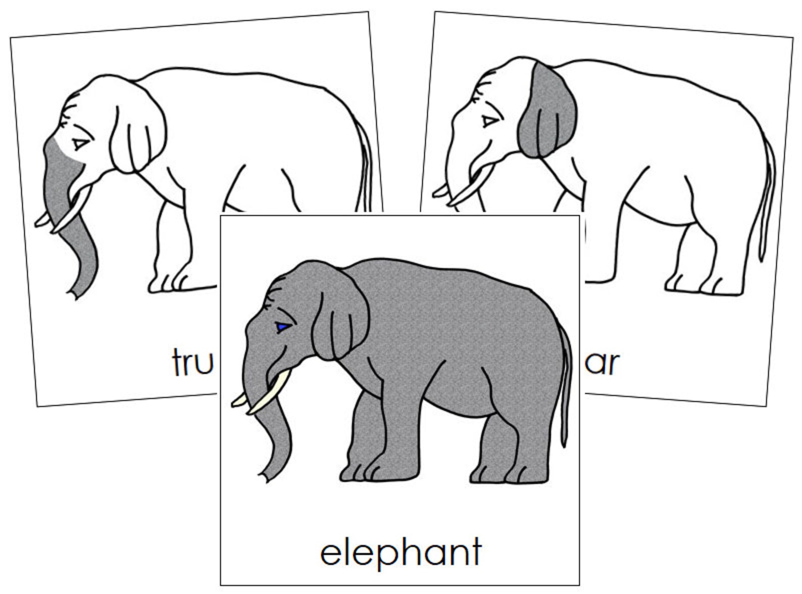 Parts of an Elephant Nomenclature 3-part Cards Montessori | Etsy