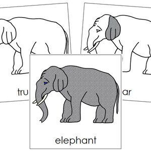 Parts of an Elephant Nomenclature 3-part Cards & Blackline Master ...