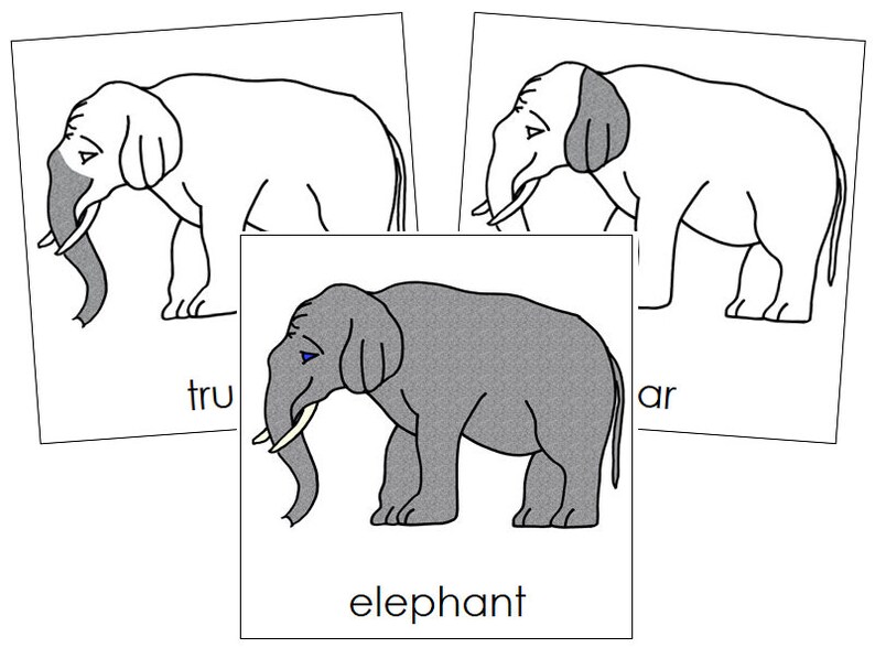 Parts of an Elephant Nomenclature 3-part Cards Montessori - Etsy Norway