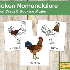 Parts of a Chicken Nomenclature 3-part Cards Montessori - Etsy