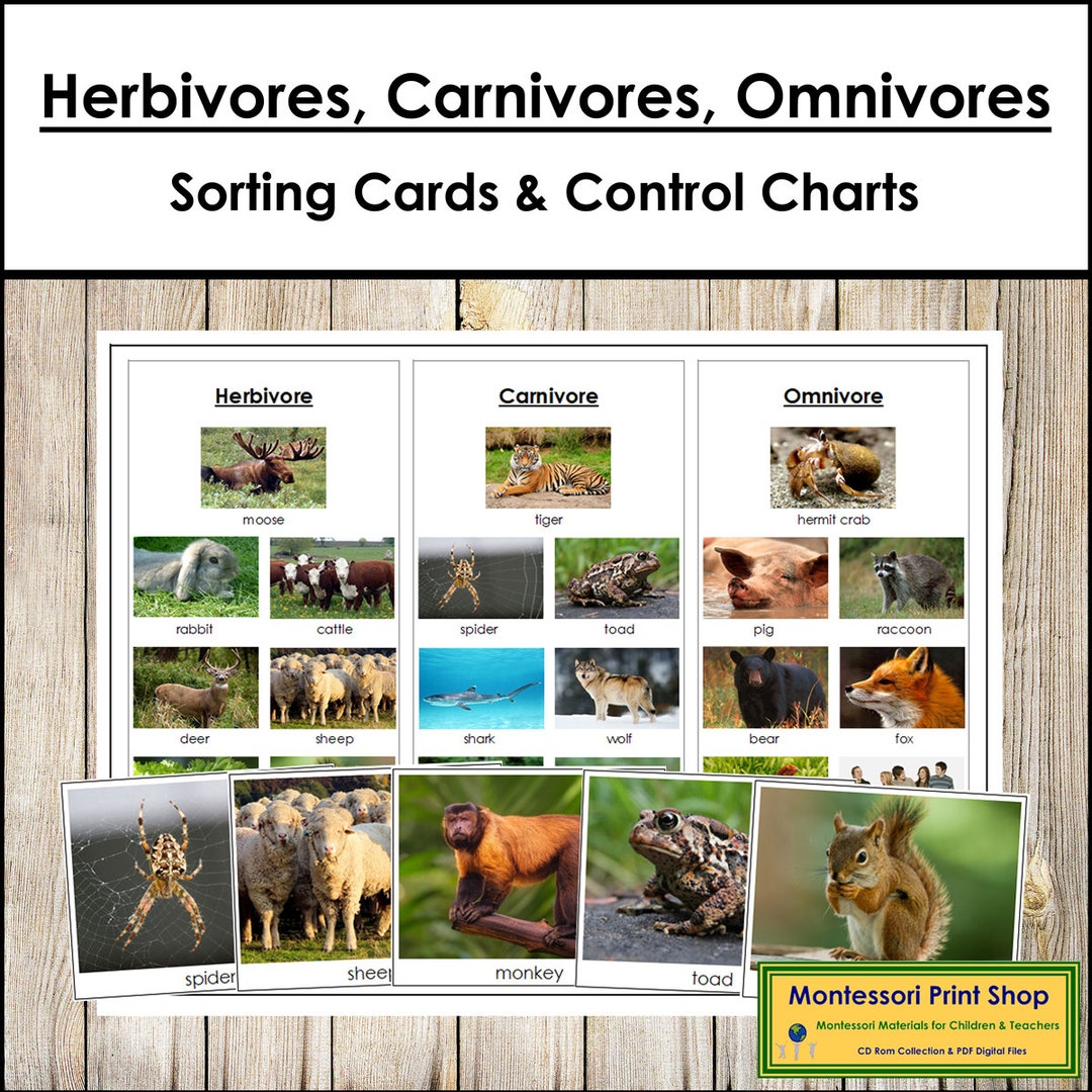 Herbivores Carnivores and Omnivores Sorting Cards & (Download Now) - Etsy