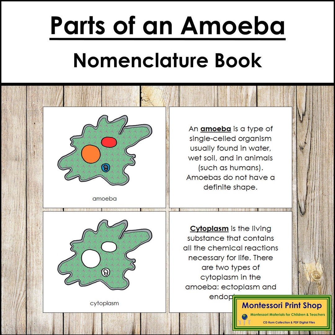 Parts of an Amoeba Nomenclature Book - Montessori Biology (digital ...