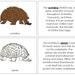 Parts of an Echidna Nomenclature Book - Montessori Zoology - Printable ...