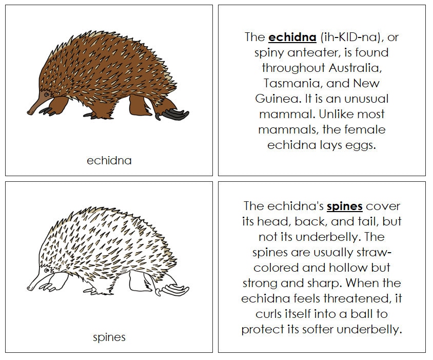 Parts of an Echidna Nomenclature Book - Montessori Zoology (digital ...