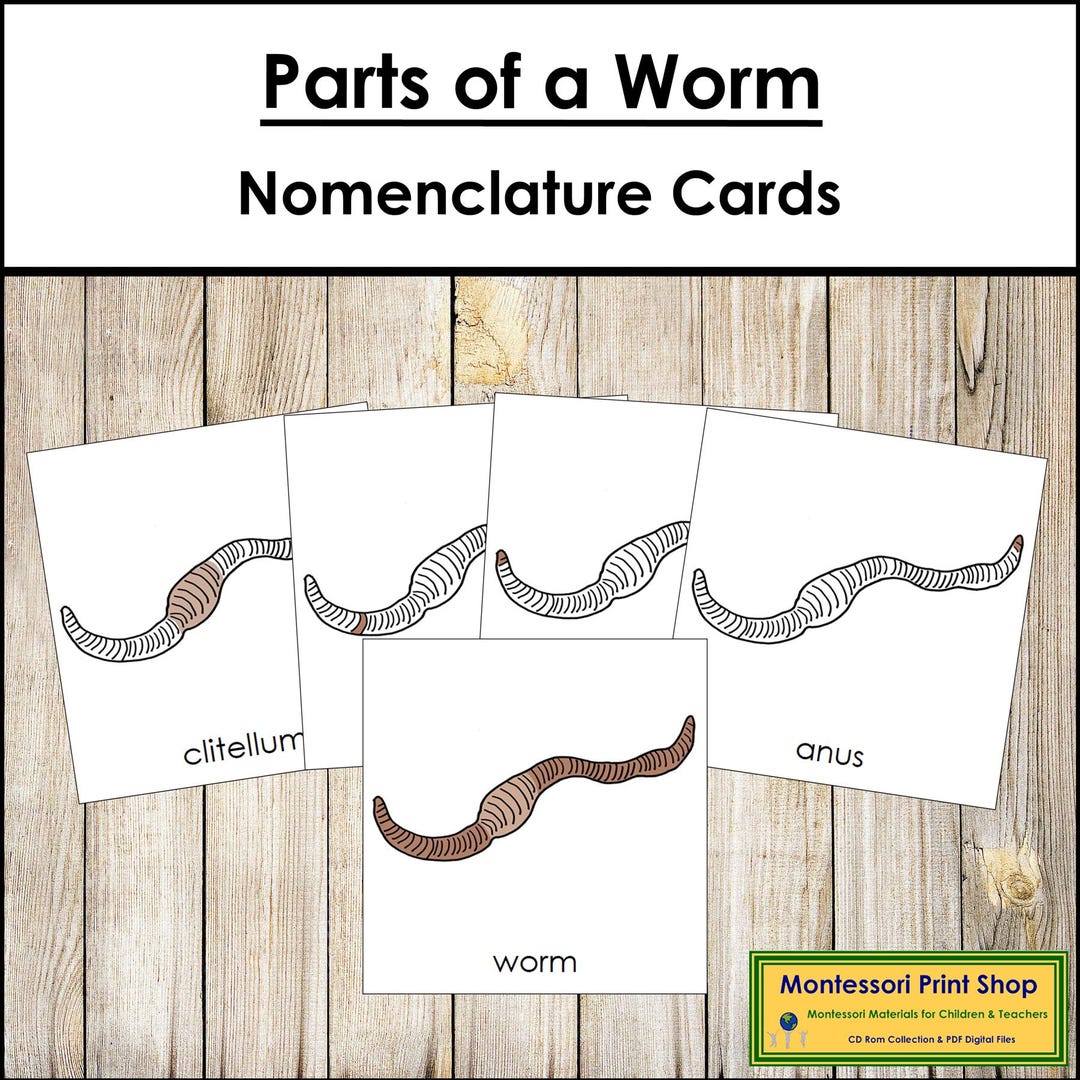 Parts of a Worm Nomenclature 3-part Cards & Blackline Master ...
