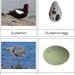 Birds and Their Eggs Sorting Cards & Control Chart - Zoology ...