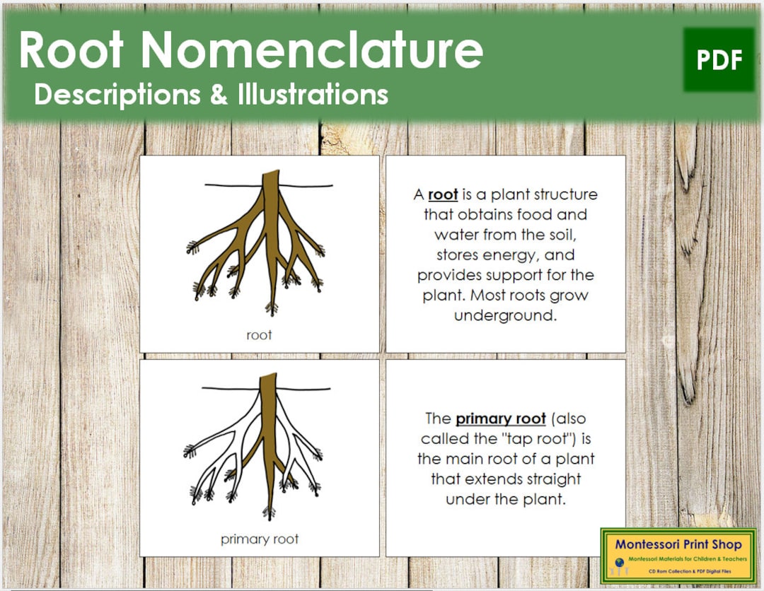 Parts of a Root Nomenclature Book Montessori Botany - Etsy
