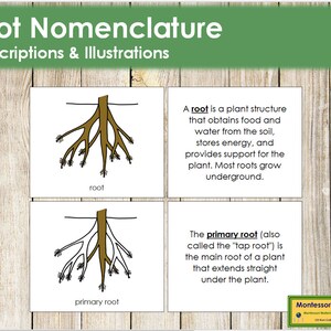 Parts of a Root Nomenclature Book Montessori Botany - Etsy