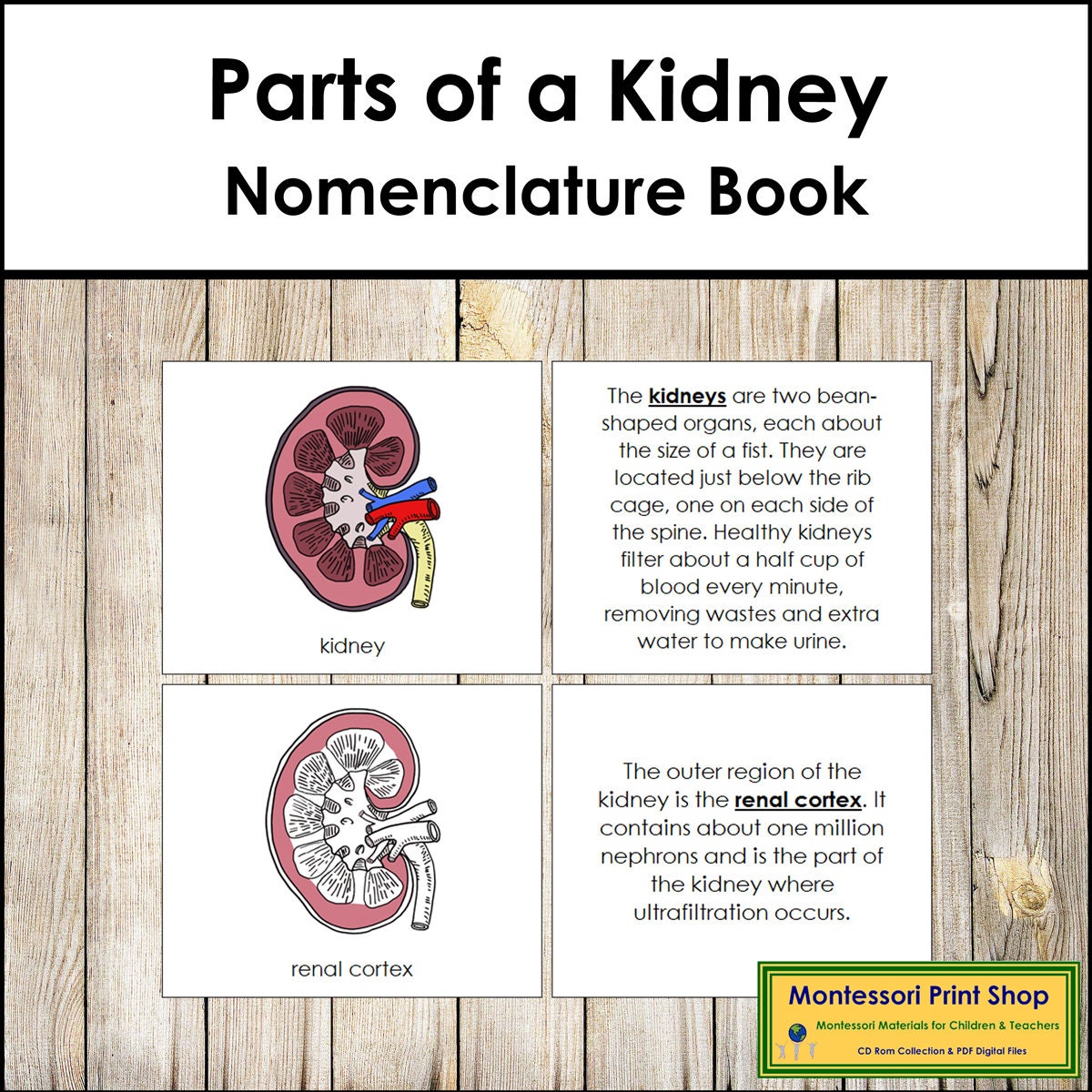 Parts of a Kidney Nomenclature Book Science Printable - Etsy Canada