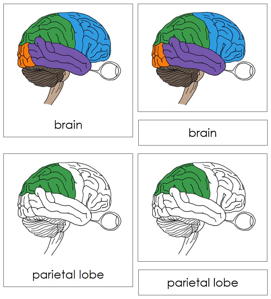 Parts of a Human Brain Nomenclature 3-part Cards & Blackline Master ...