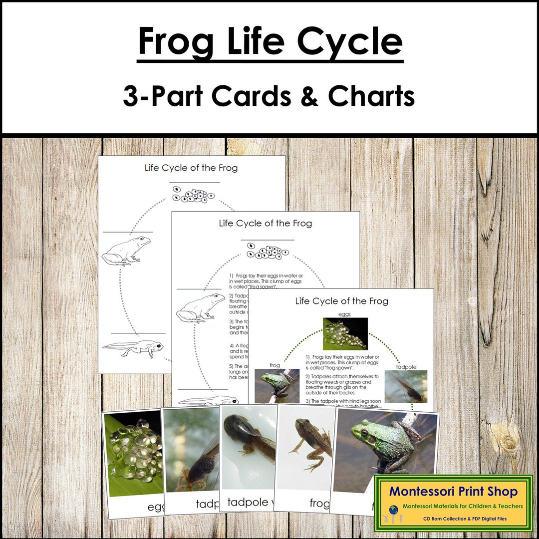 The Frog Life Cycle 3-part Cards & Charts - Montessori Nomenclature ...