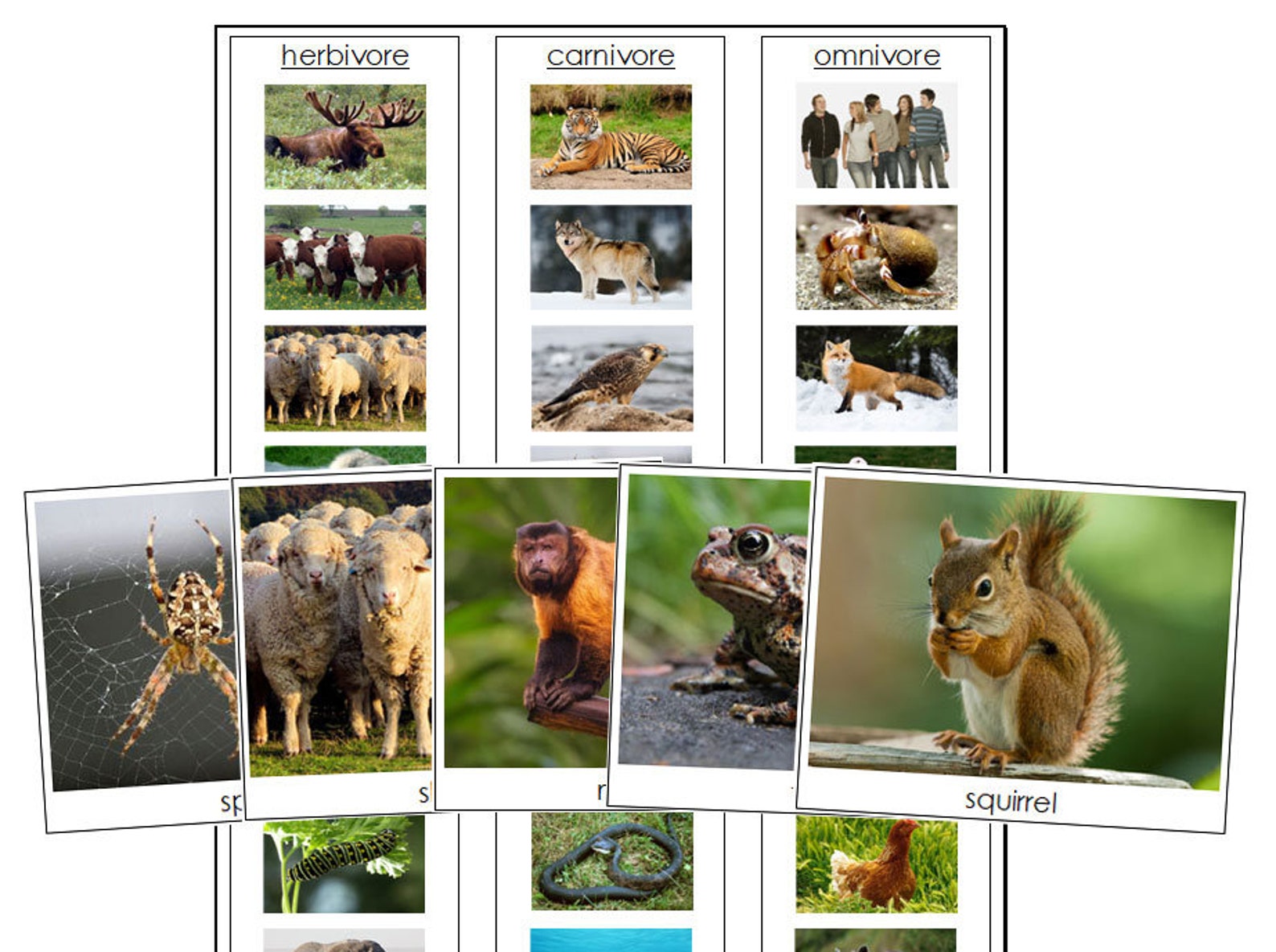 Herbivores, Carnivores and Omnivores Sorting Cards & Charts ...