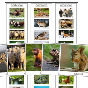 Herbivores, Carnivores and Omnivores Sorting Cards & Charts ...