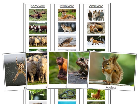 Carnivorous Animals Chart