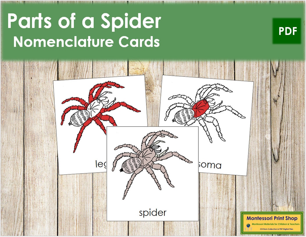Parts of a Spider Nomenclature 3-part Cards RED Montessori - Etsy