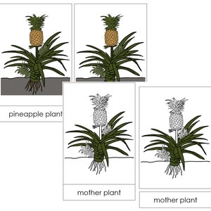 Parts of a Pineapple Plant Nomenclature 3-part Cards & Blackline Master ...