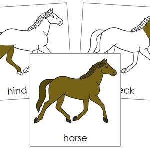 Parts of a Horse Nomenclature 3-part Cards - Montessori Zoology ...