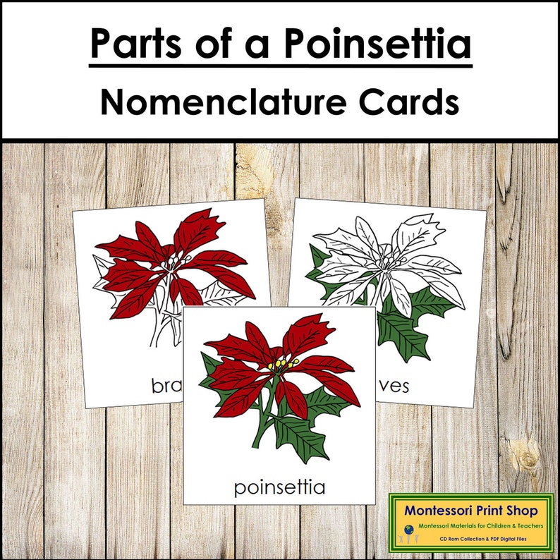 Parts of a Poinsettia Nomenclature 3-part Cards Montessori - Etsy