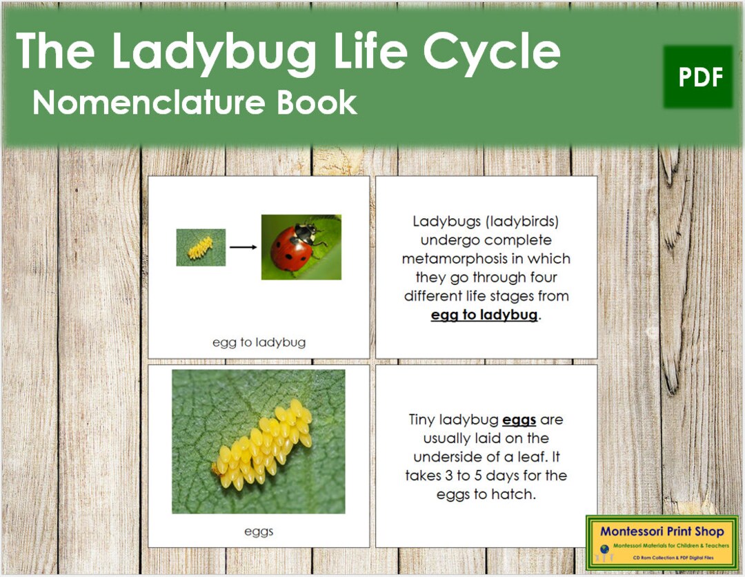 The Ladybug Life Cycle Book Montessori Nomenclature - Etsy