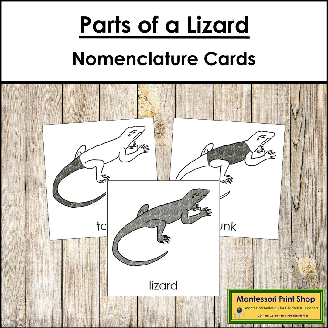 Parts of a Lizard Nomenclature 3-part Cards & Blackline Master ...