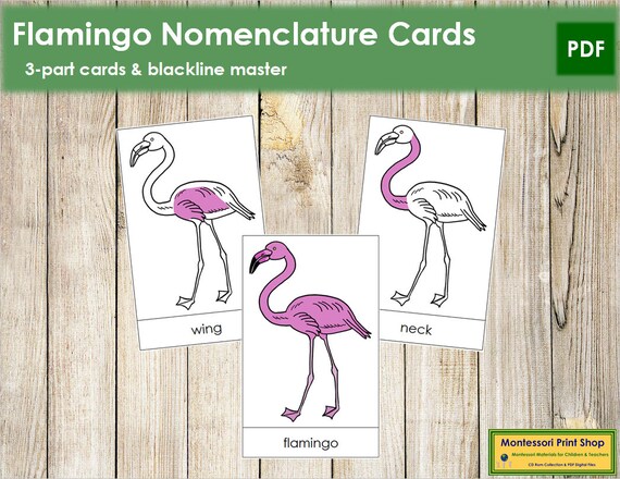 Parts of a Flamingo Nomenclature 3-part Cards Montessori | Etsy
