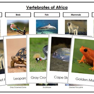 Africa Vertebrate Sorting Cards & Control Chart - Montessori Zoology ...