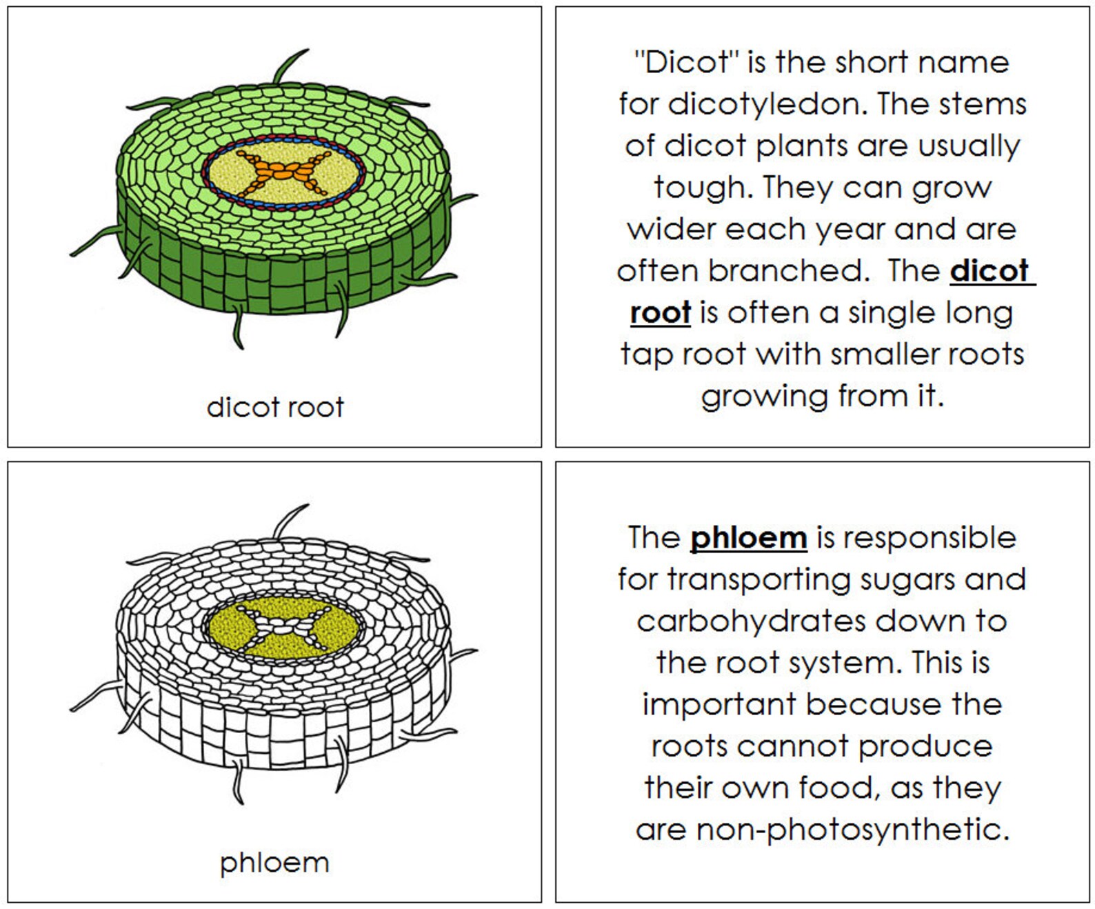 Parts of a Dicot Root Nomenclature Book Botany Printable | Etsy