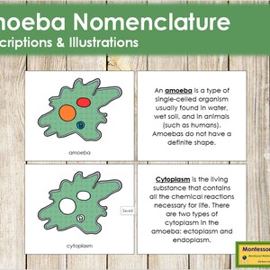 Parts of an Amoeba Nomenclature Book Science Printable - Etsy