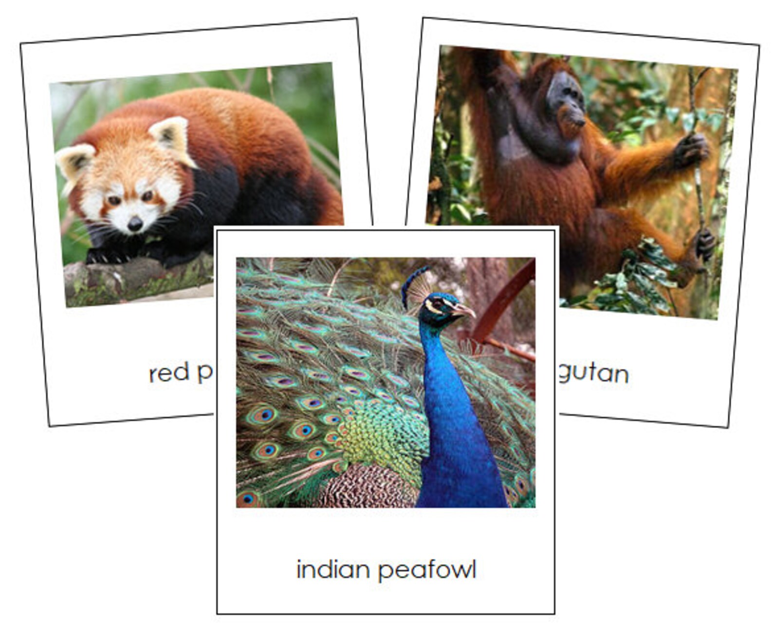 Animals of Asia Montessori Continent Cards Geography | Etsy