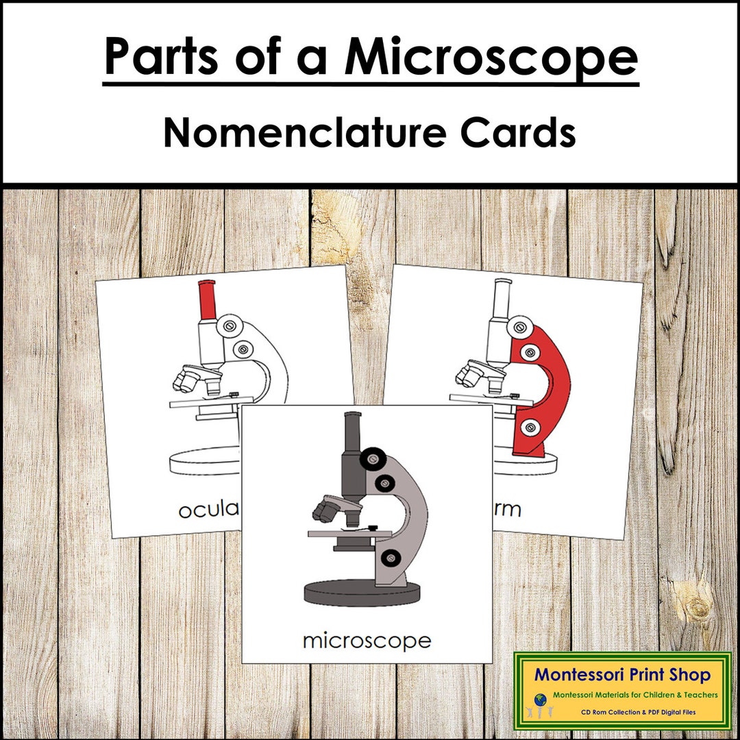 Parts Of A Microscope Worksheet For Kids